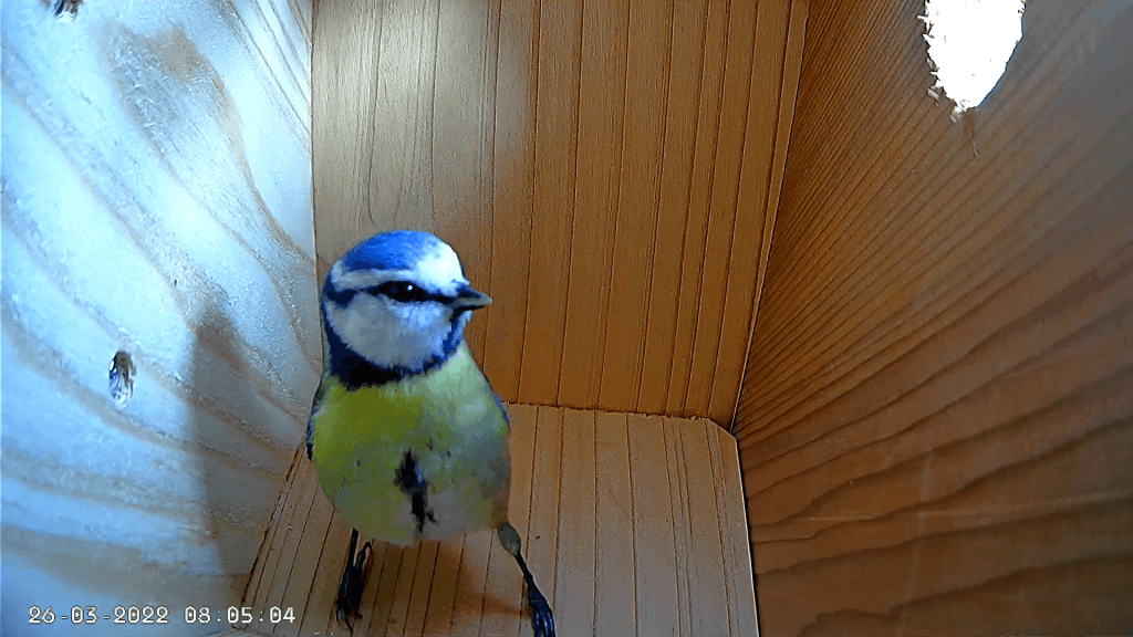 How to Live Stream a Bird Camera to YouTube - Camp Cook Explore