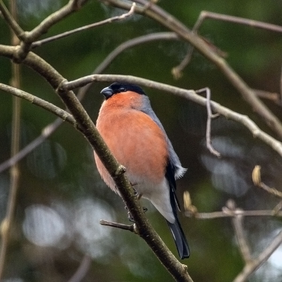 Bird Watching at Inchgarth Reservoir, Aberdeen - Camp Cook Explore
