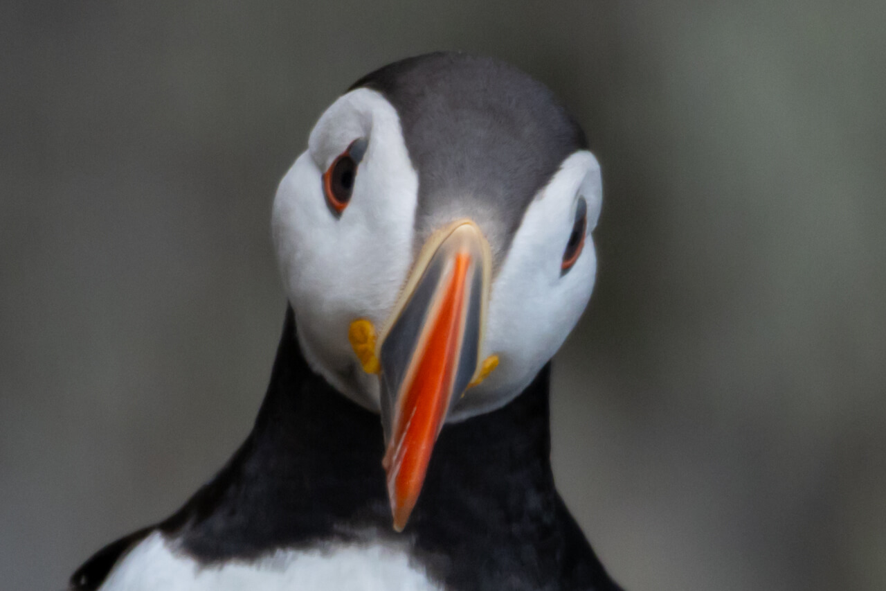 Puffins at Bullers of Buchan, Aberdeenshire, Scotland - Camp Cook Explore